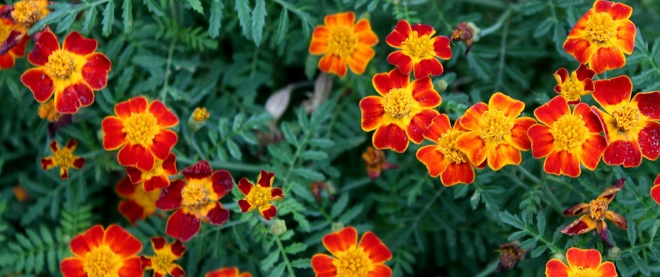Florida spring flowers: Your lawn must-haves | RLC Landscaping