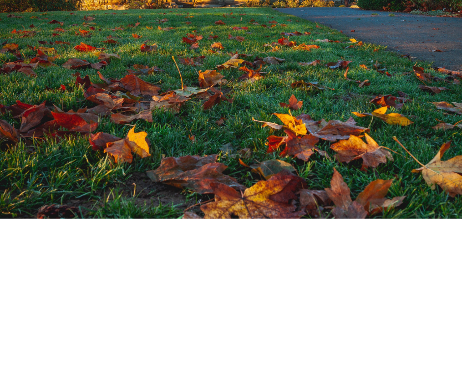 How to prepare your Florida lawn for Fall | RLC Landscaping
