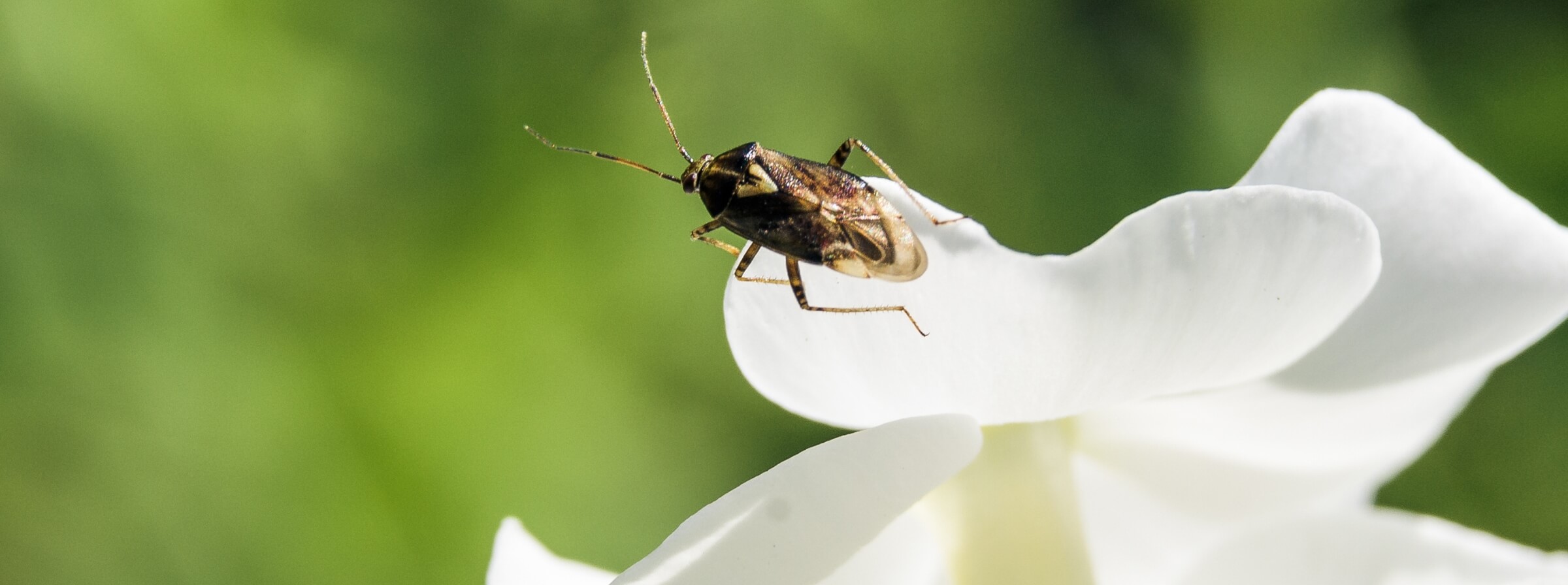 Chinch Bugs | RLC Landscaping